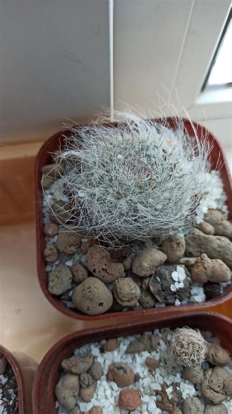 Hairy Mammilaria Hahniana R Cactus