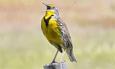 Meadowlark May Get Booted As Oregon State Bird