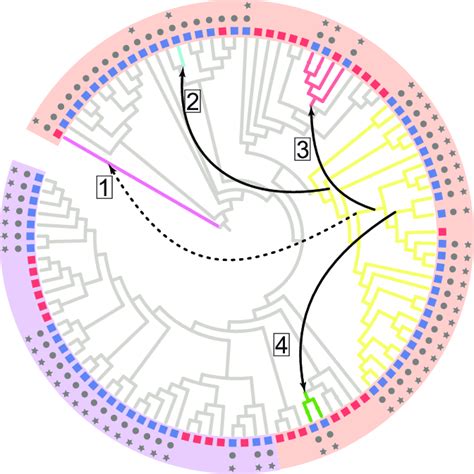 The Cug Ser1 Clade Serves As A Common Donor Of The Gal Gene Cluster To Download Scientific