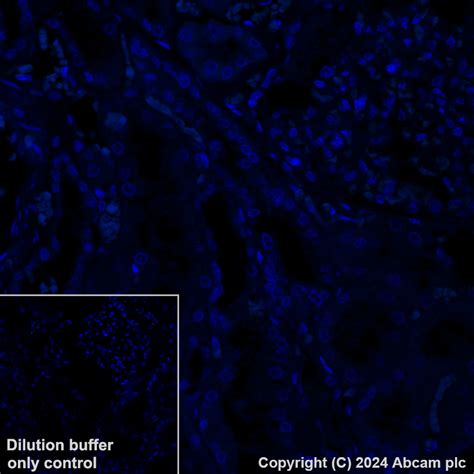 Alexa Fluor® 488 Alexa Fluor® 488 Anti Uteroglobin Antibody [epr27144