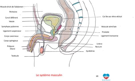 Anatomie et pathologie L Appareil Génital Masculin Mon Bloc Opératoire