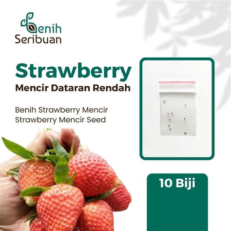 Jual Benih Seribuan 10 Bibit Buah Strawberry Mencir Dataran Rendah
