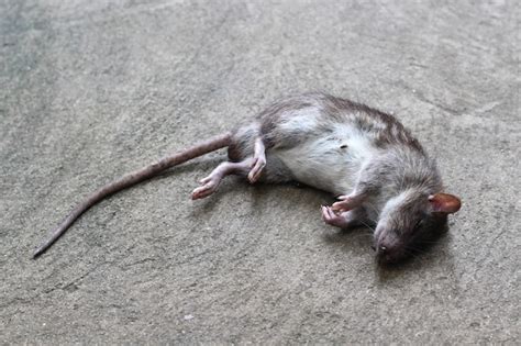 Premium Photo Close Up Of Dead Rat On Road