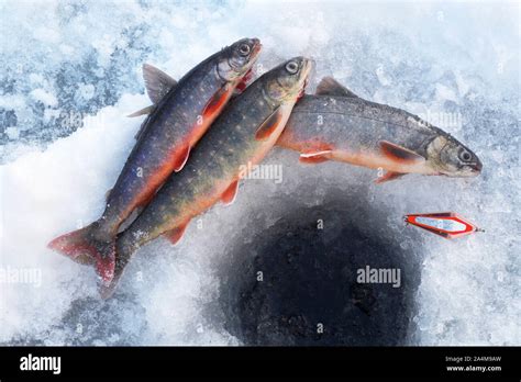 Arctic char hi-res stock photography and images - Alamy