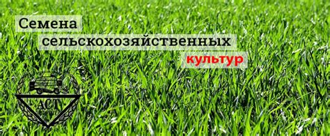 Семена многолетних трав купить с доставкой Россия недорого АСТ групп