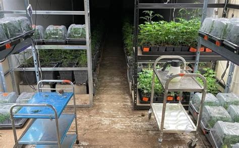 Saâcy Sur Marne Le Cannabiculteur Trahi Par Ses Déchets Verts Le