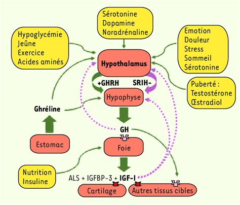 Régulation De Laxe Somatotrope Chez Lhomme Lhormone De Croissance