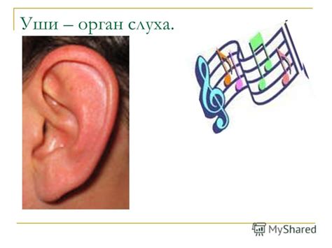 Орган Слуха Картинки Для Детей — Фото Картинки