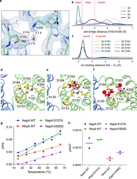 md simulation of ion binding and influence of salt bridge on download scientific diagram