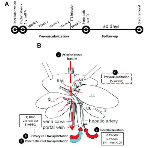 A Schematic Representation Of The Decellularized Liver Download