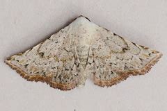 Erebidae Lepidoptera Insecta Arthropoda