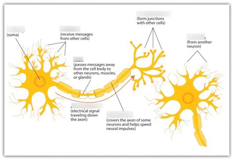 ANSC 2053 Nerve Diagram Diagram Quizlet