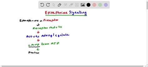 solved explain how second messenger molecules work why use a second