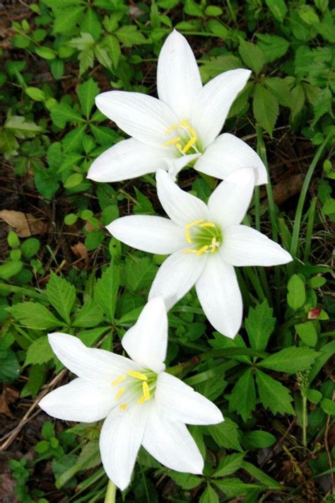 Plant Details North Carolina Native Plant Society Artofit