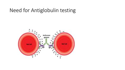 Coombs Test Pathology Of Coombs Testpptx