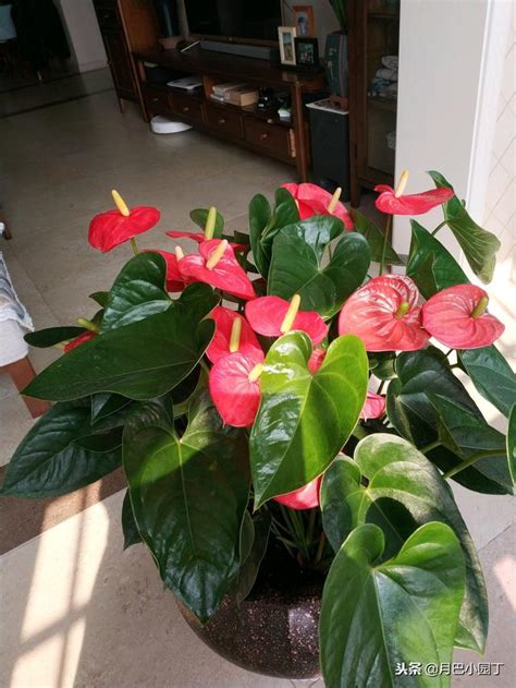 紅掌不開花做好2點新葉蹭蹭長油光發亮花開停不下 每日頭條