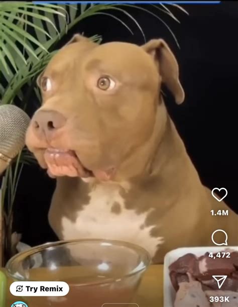 Some Reassuring Comments On A Public Page That Featured A Whale Eyed Pit Bull Doing ‘asmr And