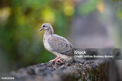 비둘기 아기 비둘기는 매크로 렌즈 선택적 초점에 자세히 보여줍니다 0명에 대한 스톡 사진 및 기타 이미지 0명 귀여운