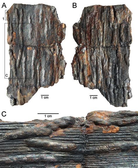 Pith Cast Of A Calamitalean Stem Inventory Number Mas Pal 1667 From
