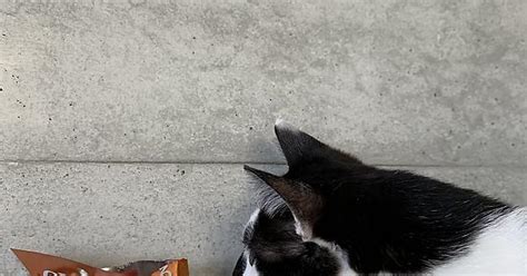 Cats Drug Ciao Churu Album On Imgur