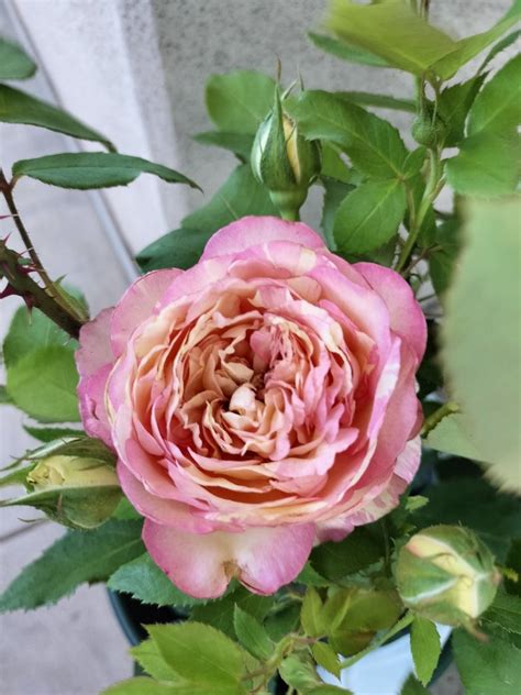 マルクシャガール 薔薇の木にバラの花咲くベランダ