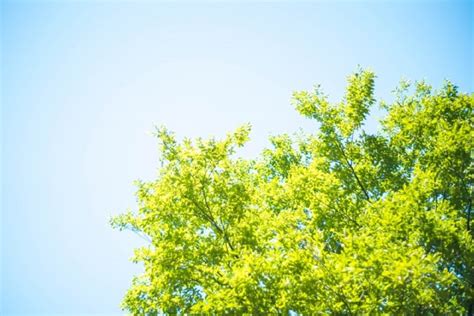 地球にやさしいバイオマス燃料とは？バイオ燃料との違いや種類を紹介 Greenfield（グリーンフィールド）