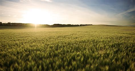 Yield Components Of Wheat And Barley Dissecting Grain Yield And Their