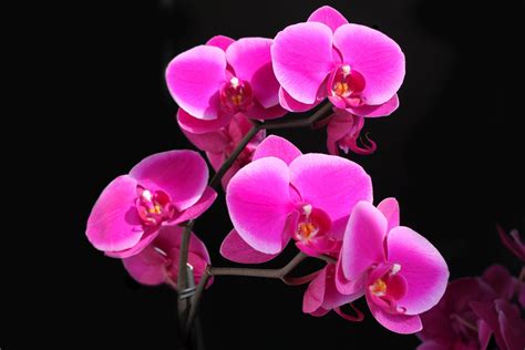 Vibrant Pink Orchid A 4k Ultra Hd Floral Delight