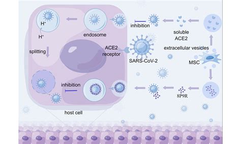 Search For Articles Extracellular Vesicles And Circulating Nucleic