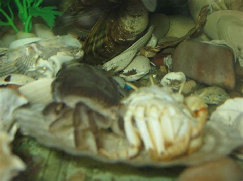 大闸蟹生长过程之脱壳