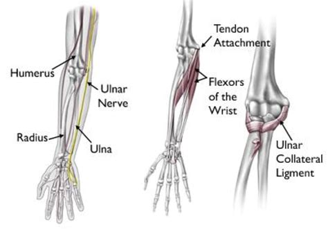 Diagram Diagram Arm Tendons Ligaments Mydiagramonline
