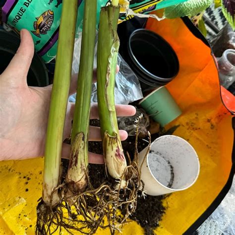 Variegated Canna Lily Rhizome Bulb Giant Phasion African Sunset