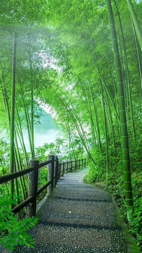 唯美竹林 风景手机动态壁纸 风景手机壁纸下载 元气壁纸
