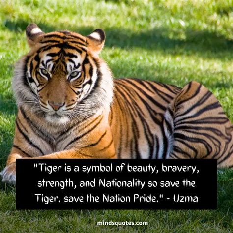Tiger Quotes
