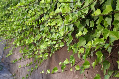 Invasive Vines Create Ecological Disaster For Florida Native Plants