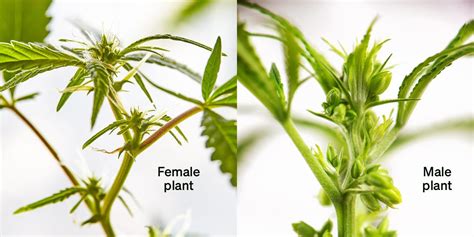 How To Tell Weed Plant Male Or Female Detroit Chinatown