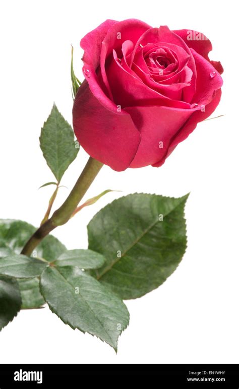 Beautiful Red Roses For Love