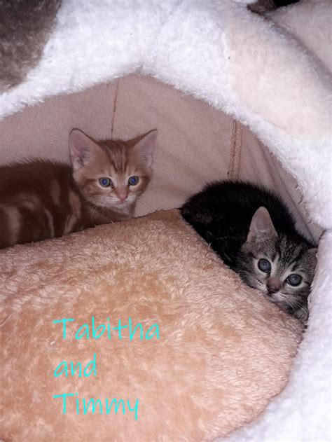 Timmy And Tabitha Whinnybank Cat Sanctuary