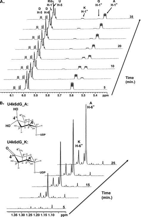 Real Time 1 H Nmr Of Udp Glc 4 6 Dehydratase Ug4 6 Dh Reaction The Download Scientific