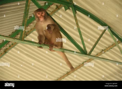 Affe bilder Fotos und Bildmaterial in hoher Auflösung Alamy