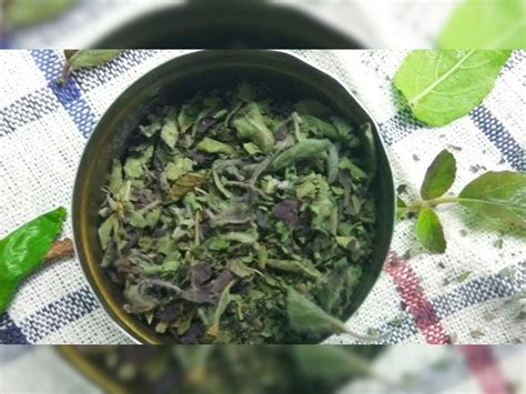 Tulsi Ke Sukhe Patte Ke Fayde Dry Basil Leaf Benefits Powder Manure
