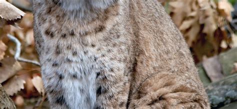 The Meaning Of A Bobcat Sighting Rebekah Lee Ives