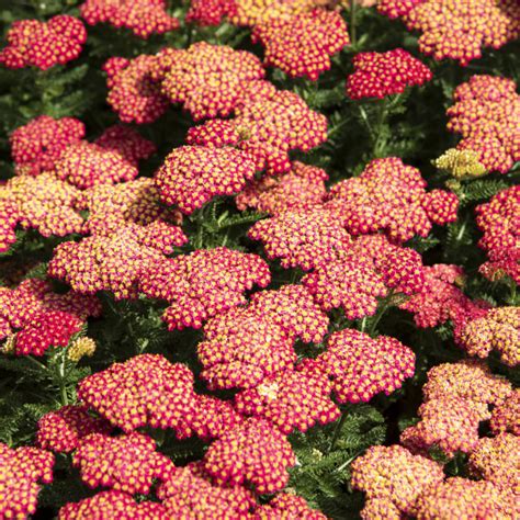 Achillea Millefolium Skysail Fire