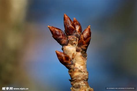春天树枝发芽摄影图花草生物世界摄影图库昵图网