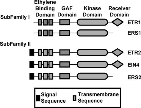 Ethylene Receptor 1 Etr1 Is Sufficient And Has The Predominant Role