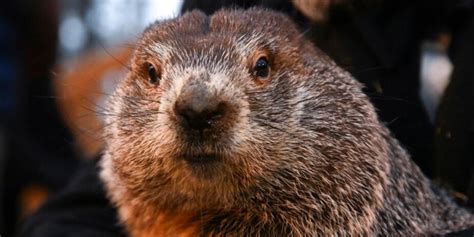 Groundhog Day 2023 Punxsutawney Phil Sees His Shadow Predicts 6 More