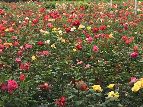 阜阳月季园 阜阳月季花种植基地 山东临沂花卉批发基地 第13页 大山谷图库