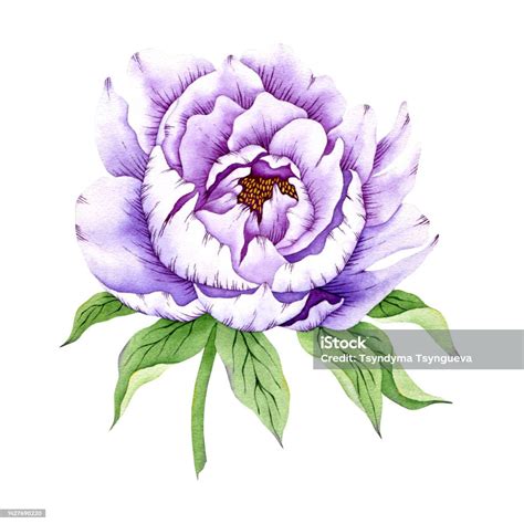 보라색 모란은 흰색에 격리됩니다 수채화 매우 페리 모란 꽃 손으로 그린 아름다운 모란 클립 아트 개화기에 대한 스톡 벡터 아트 및 기타 이미지 Istock