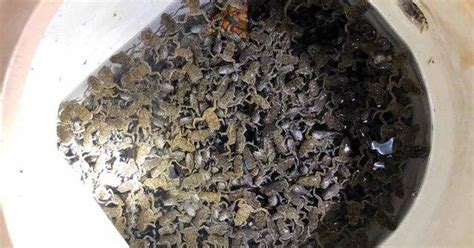 Toxic Bufo Toads Taking Over South Florida Community CBS News