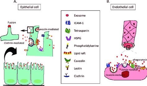 Cell Specific Internalization Of Exosomes A Epithelial And B